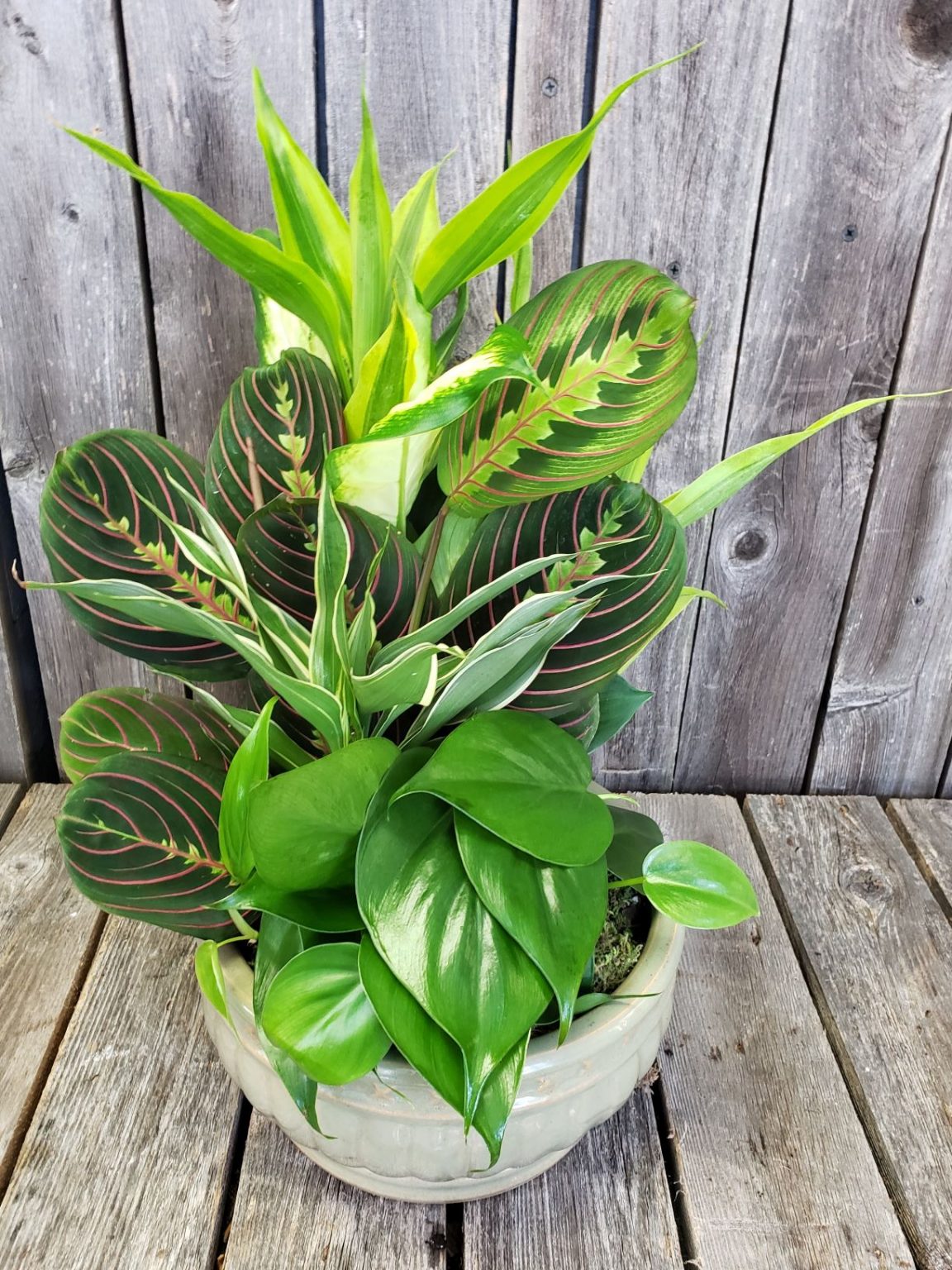 Classic Dish Garden - 8" Ceramic Bowl ⋆ Judy's Village Flowers ⋆ Foxboro MA