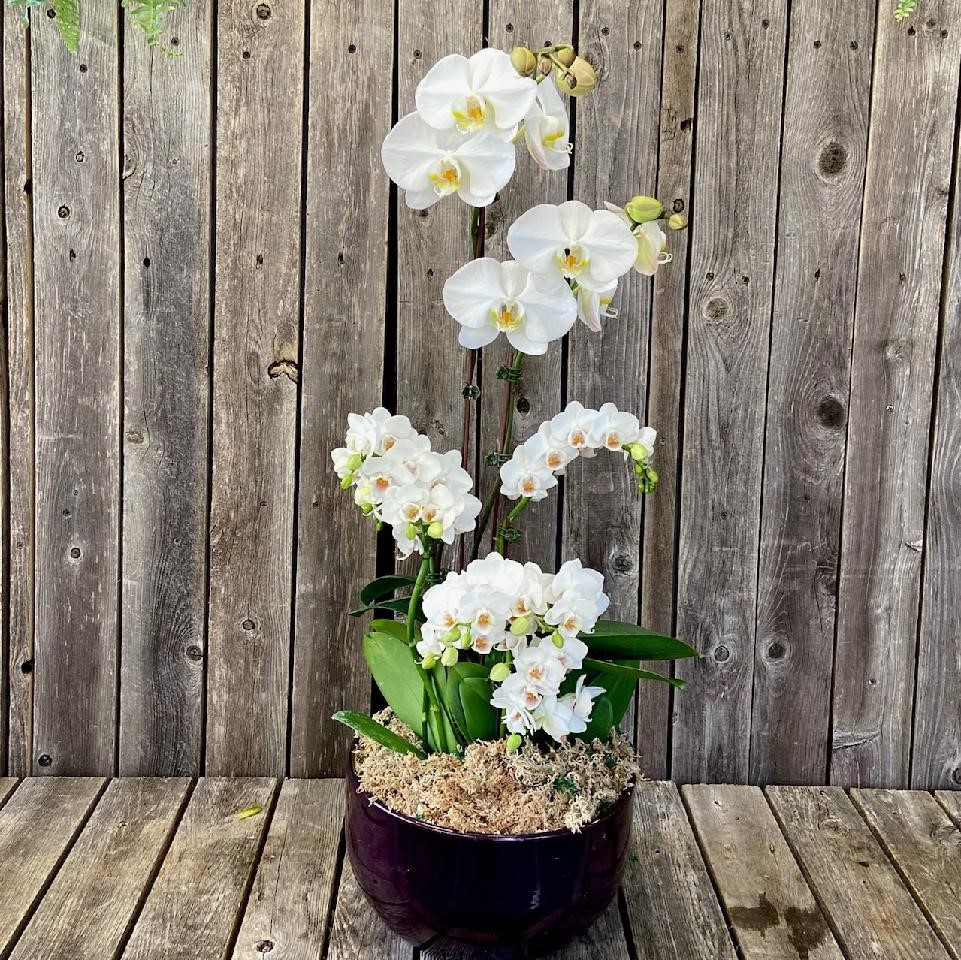 Elegant Orchid Garden In White ⋆ Judy's Village Flowers ⋆ Foxboro MA