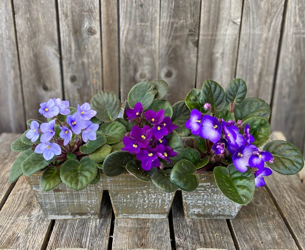 African Violet Trio ⋆ Judy's Village Flowers ⋆ Foxboro MA